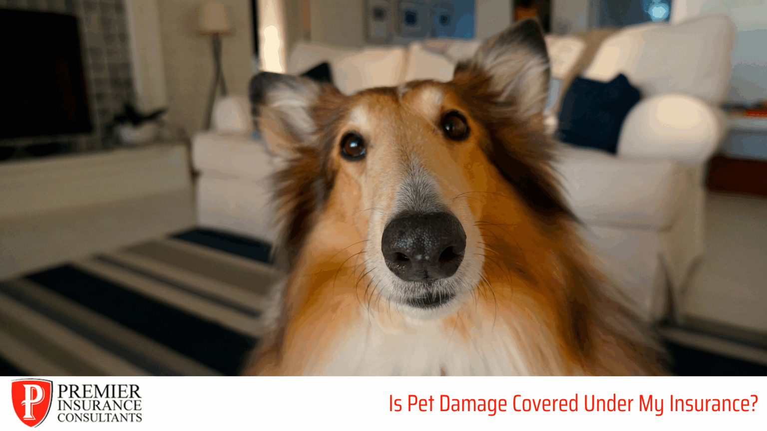 Is Pet Damage Covered Under My Insurance? - Premier Insurance Consultants